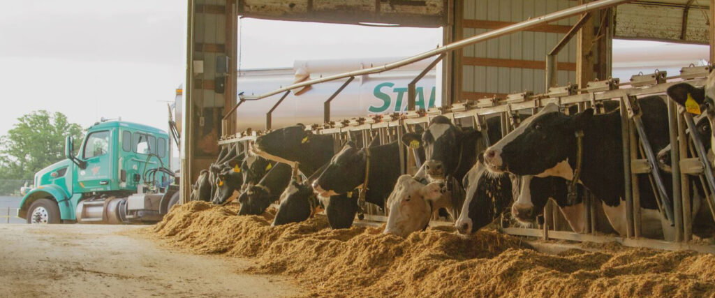 Livestock Nutrition and Animal Feed Consultanting | Star Blends