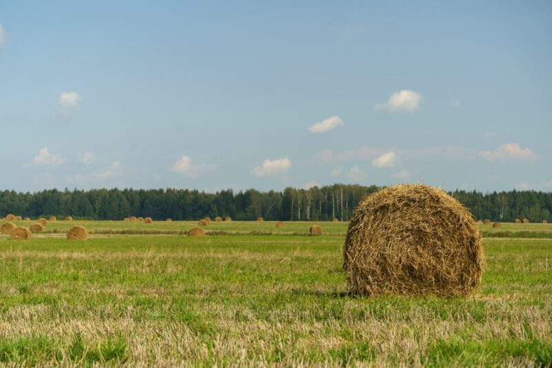 Silage vs. Hay: Which is Better for Your Cattle? | Star Blends