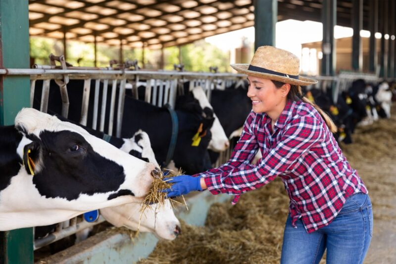 What Is Crude Protein in Cattle Feed? | Star Blends