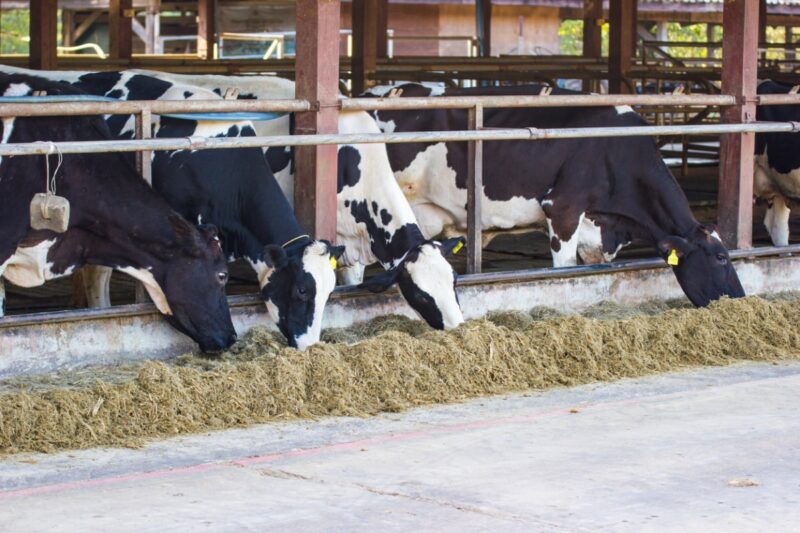 Rumen Acidosis in Dairy Cattle | Star Blends